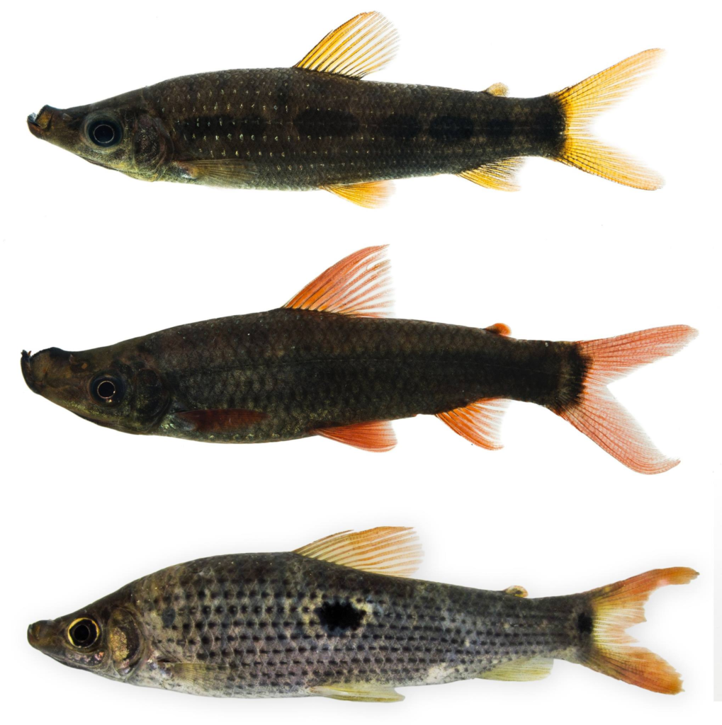 Resources | CAFE—Columbus Area Fish Enthusiasts